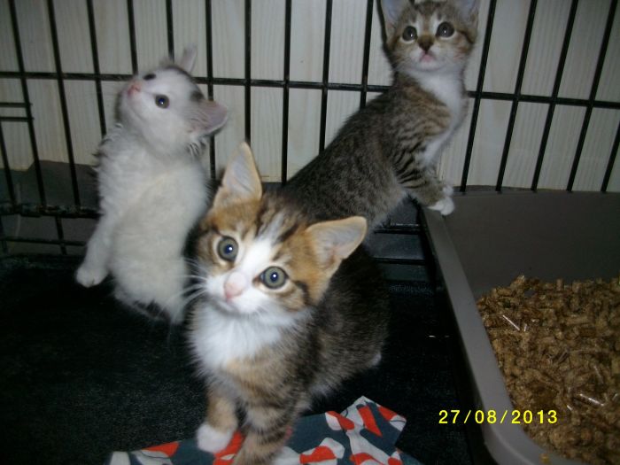 Võru turu juurest leitud kiisud jõudsid varjupaika - Võrumaa Teataja